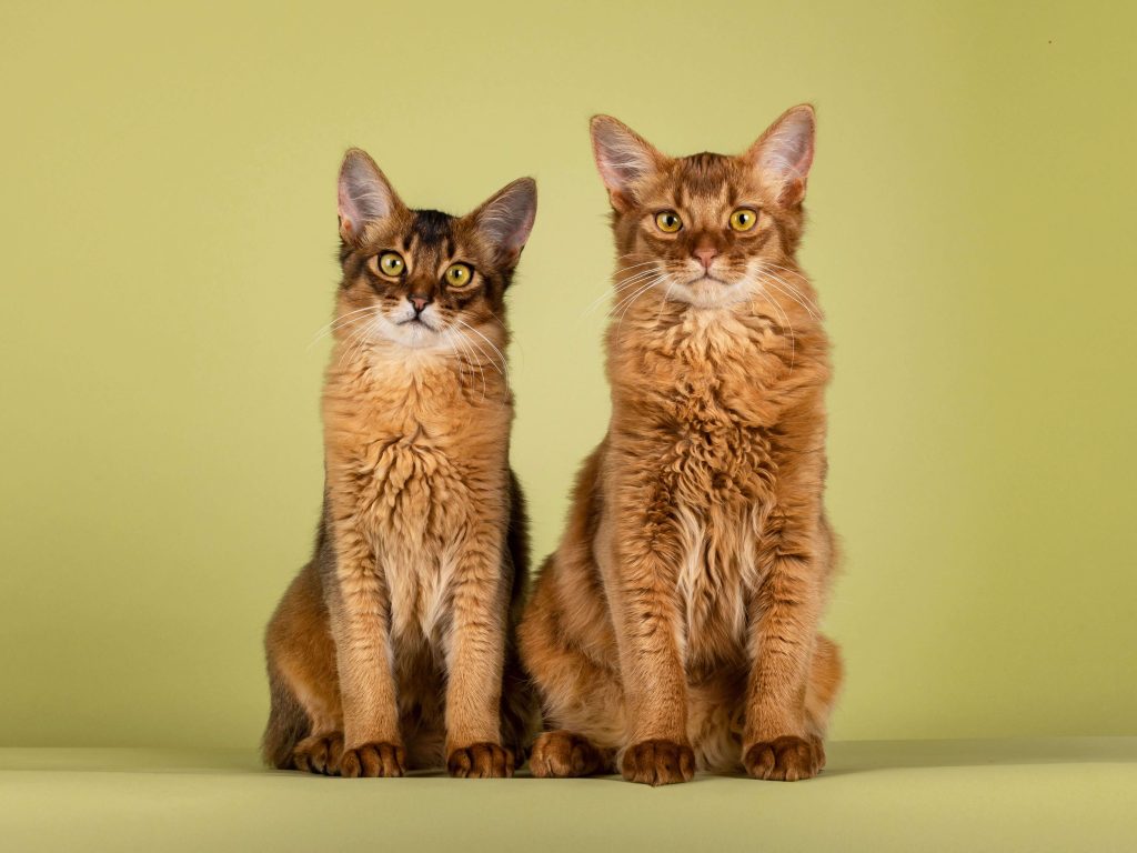 Somali cat breed | Cat’s Best