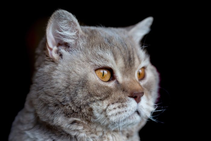 Selkirk Rex | Cat’s Best