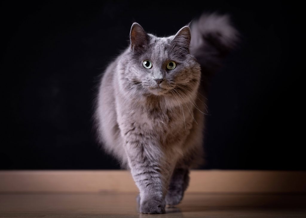Nebelung | Cat’s Best