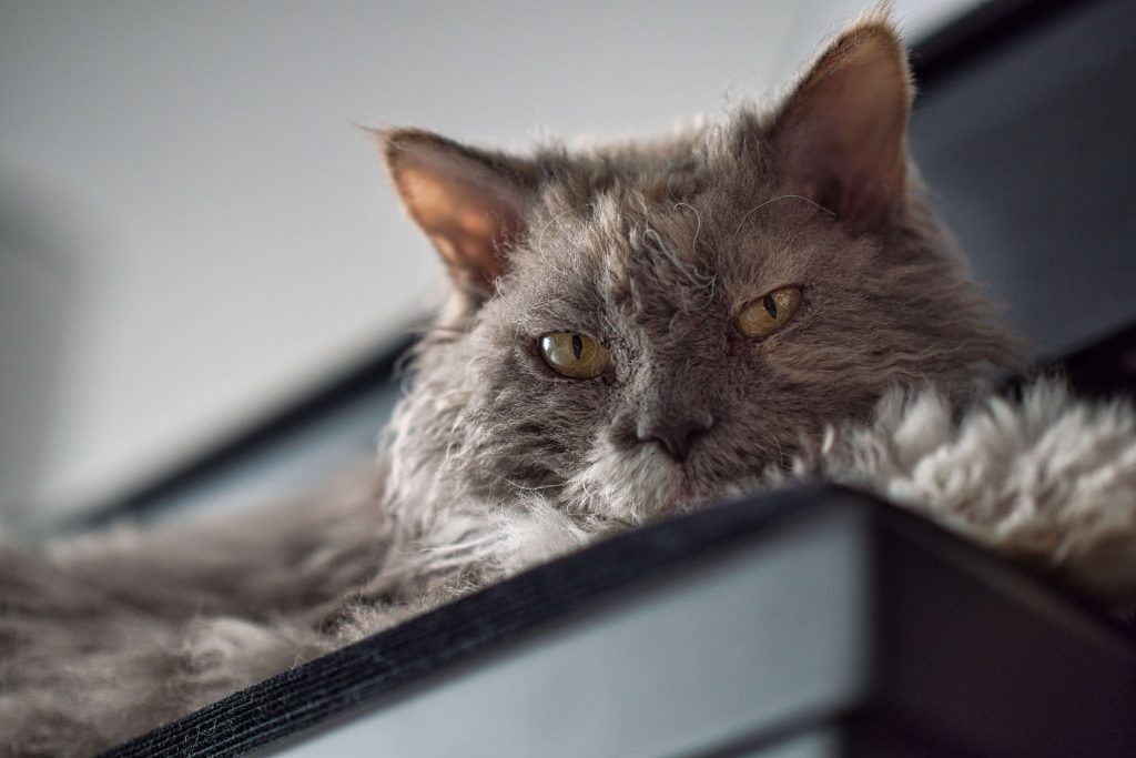 Selkirk Rex | Cat’s Best