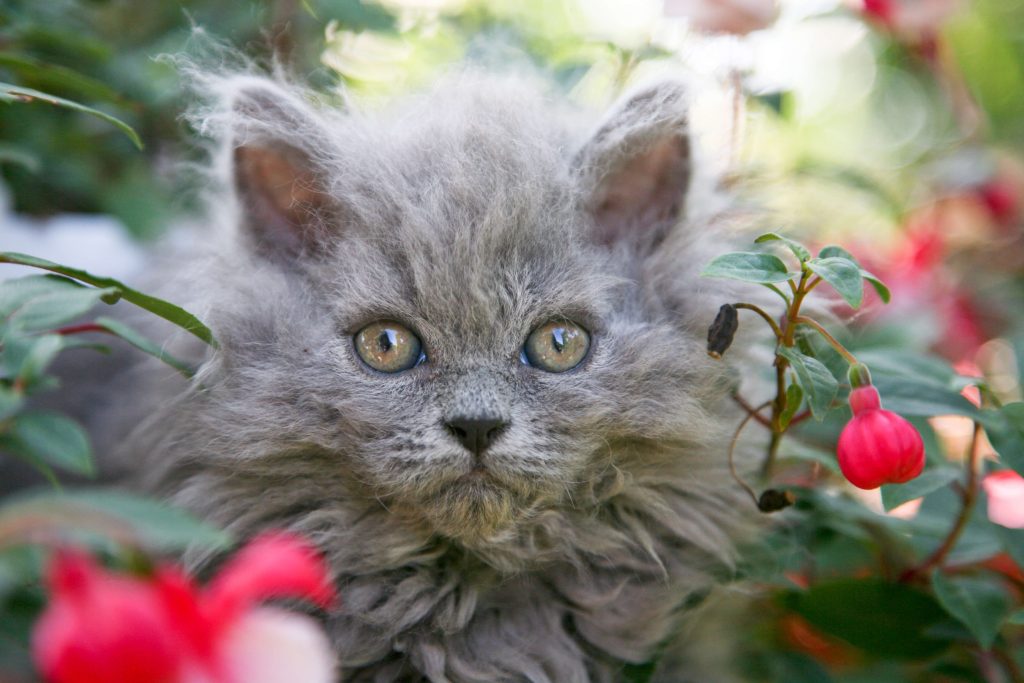 Selkirk Rex | Cat’s Best