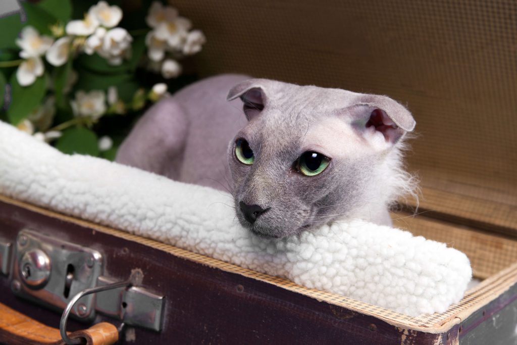Hairless cats - everything you need to know about cats with no fur ...