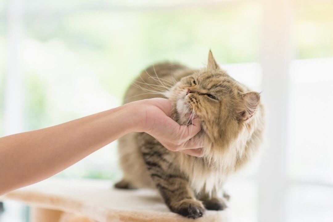 Everything about your cat’s coat change | Cat’s Best