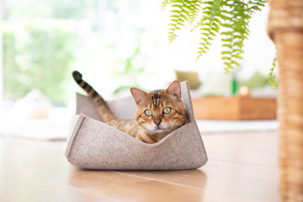 Alles over kattenmeubels: wat heeft mijn kat nodig? | Cat’s Best