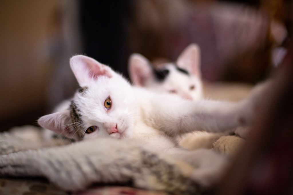 Japanese Bobtail | Cat’s Best