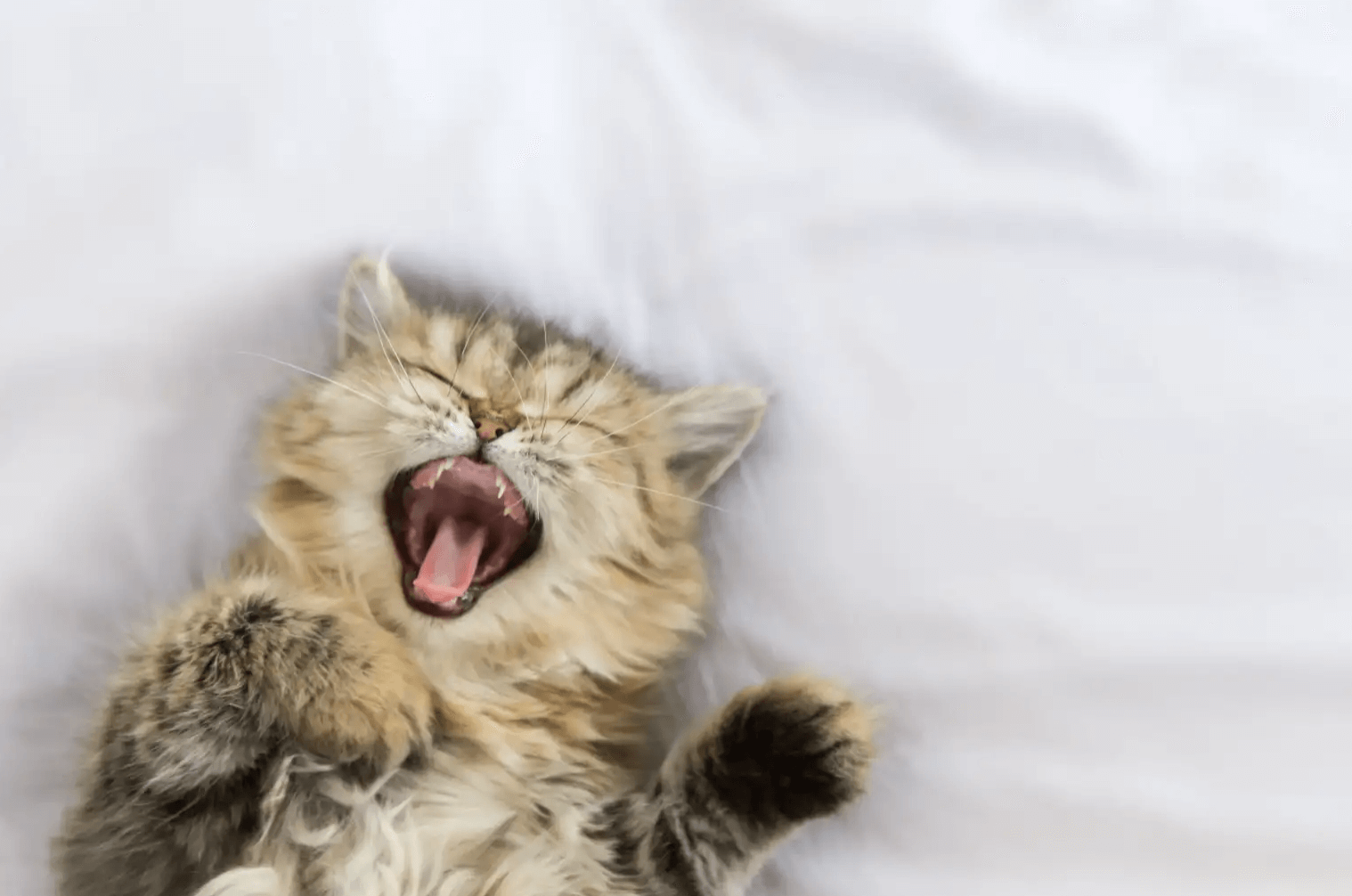 Cat baths – things to know when washing your cat! | Cat’s Best
