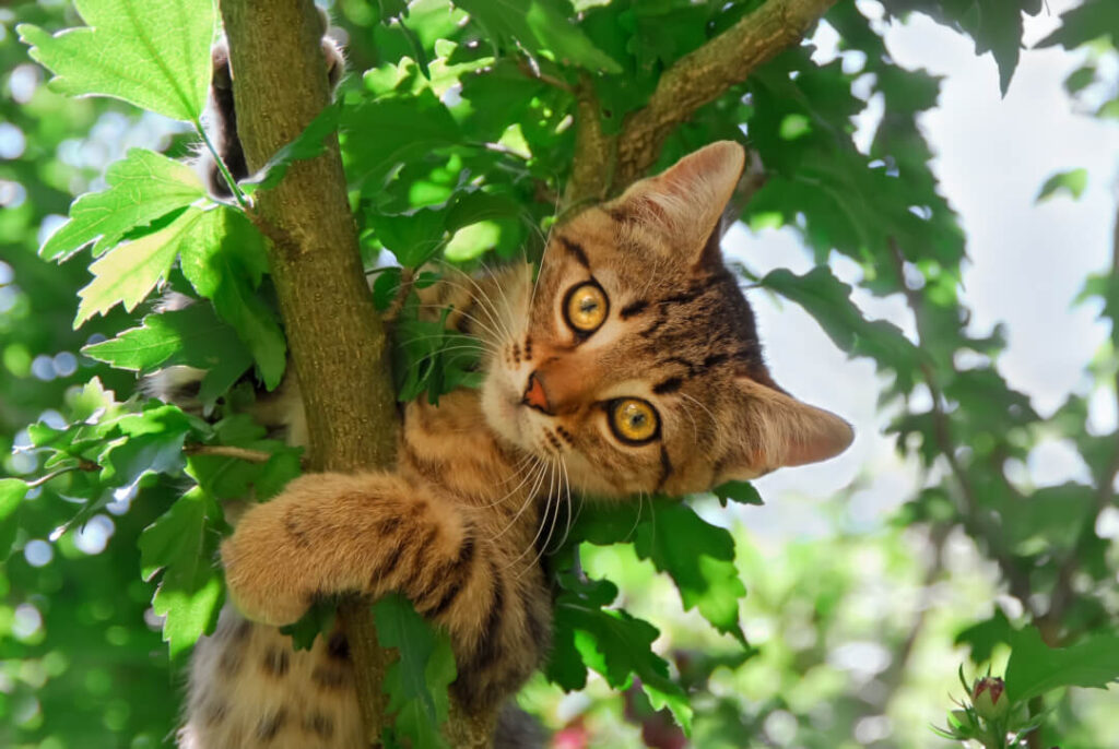 European Shorthair | Cat’s Best