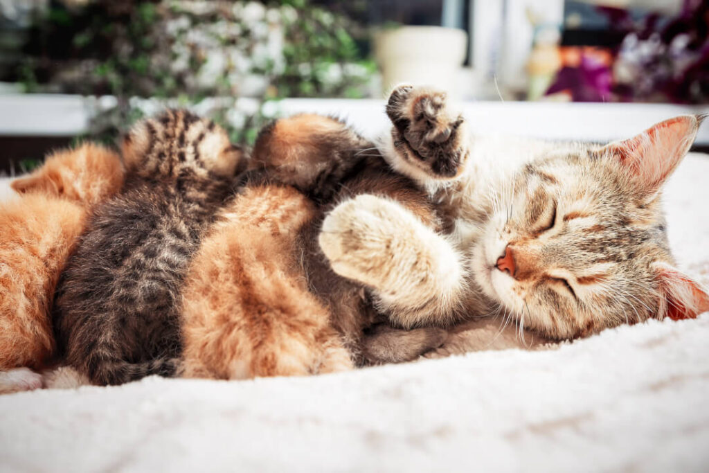 All about cat reproduction | Cat’s Best