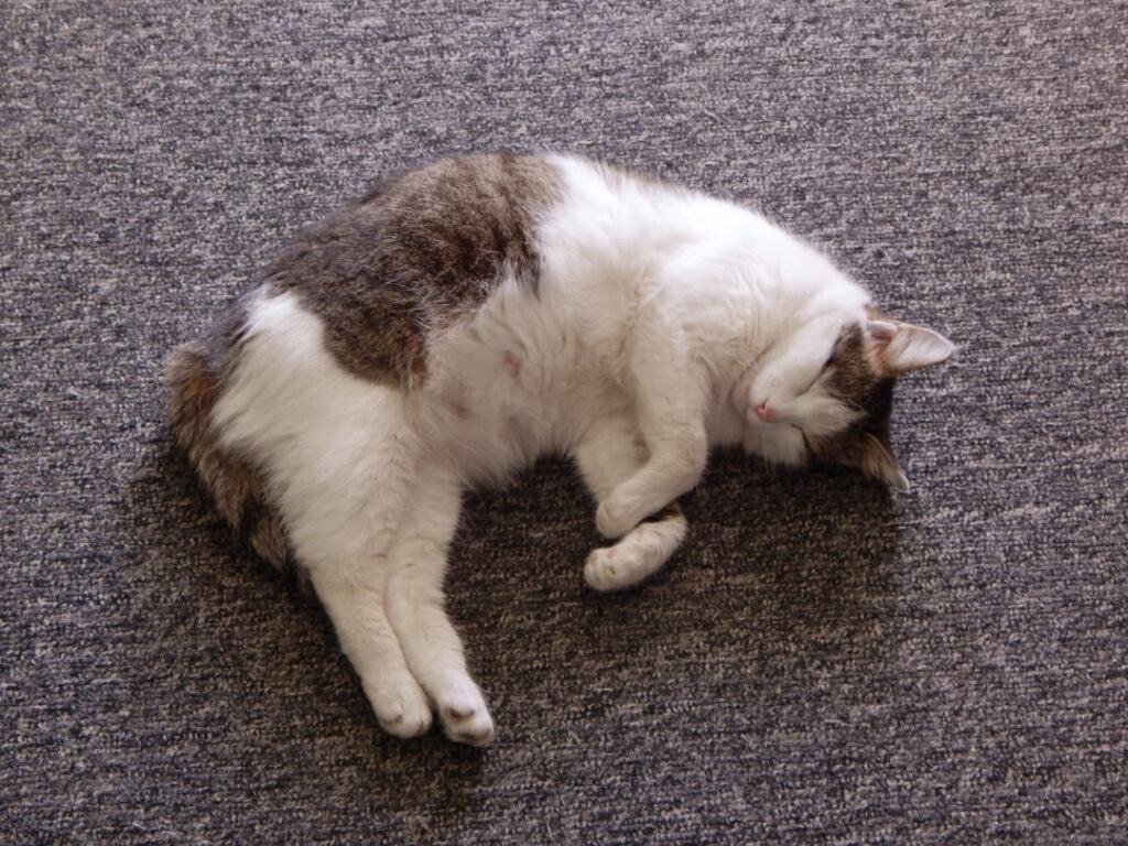 What Does A Cats Mucus Plug Look Like