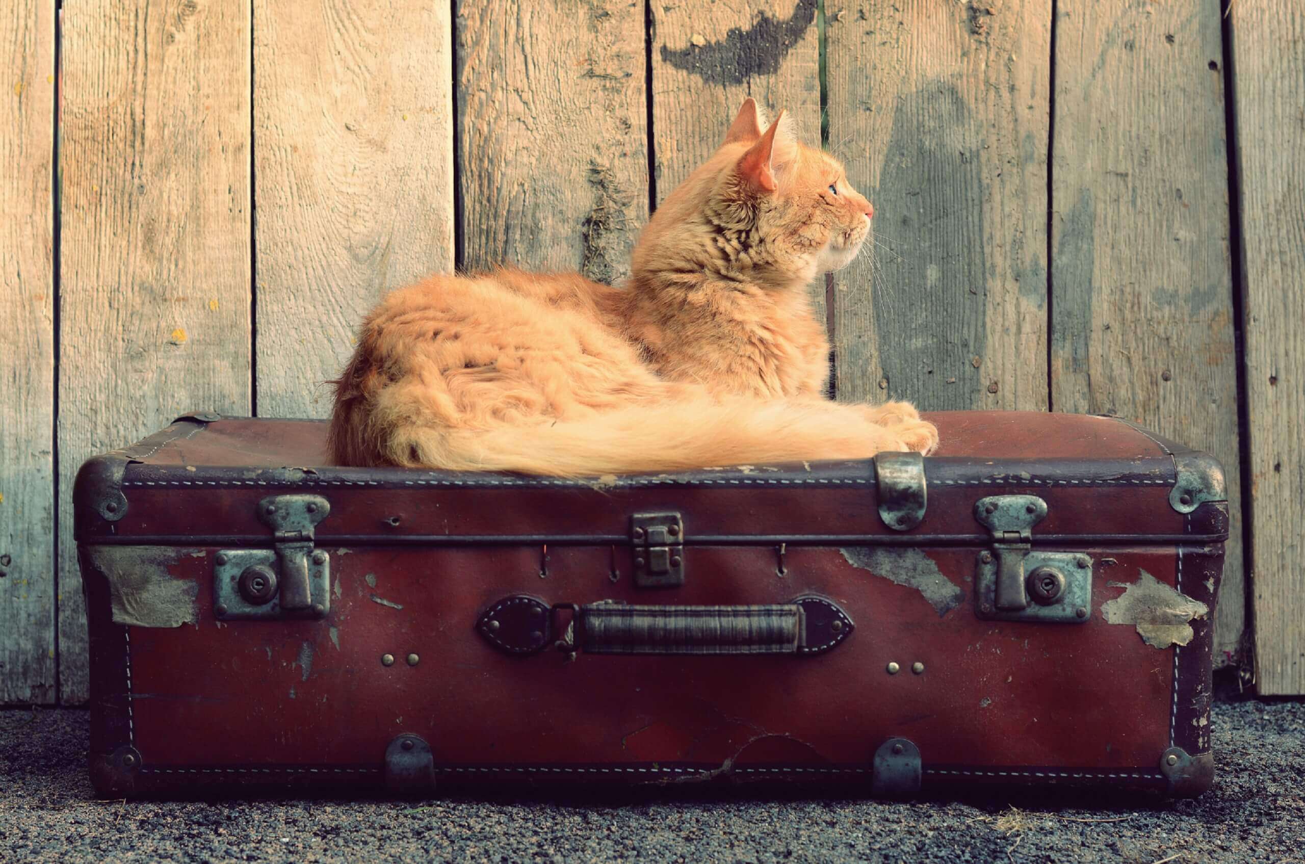 It's the holidays coming up - what about the cat? | Cat’s Best