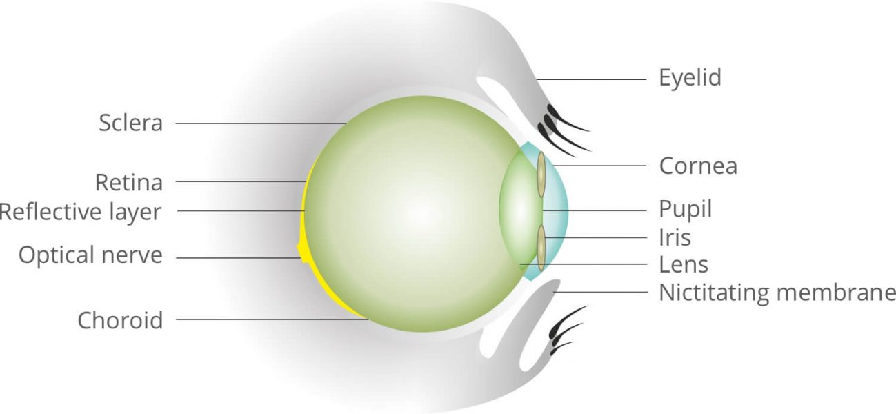 Cat's eyes - how cats see the world | Cat’s Best