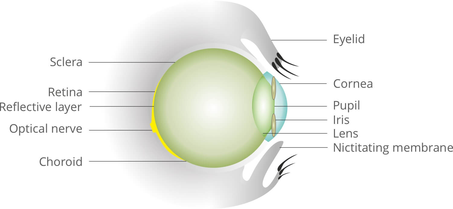 Cat's eyes - how cats see the world | Cat’s Best