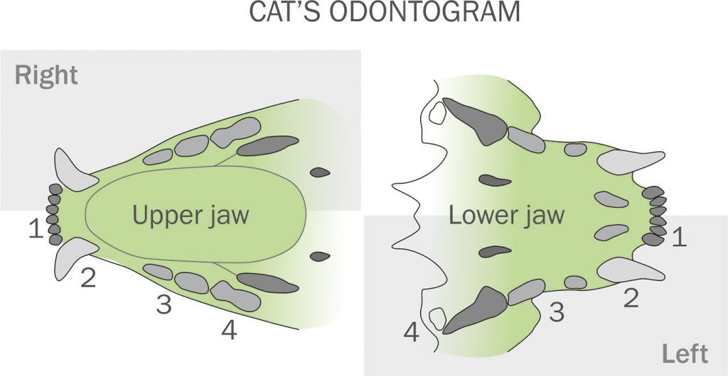Recognising and supporting the change to adult teeth in cats | Cat’s Best