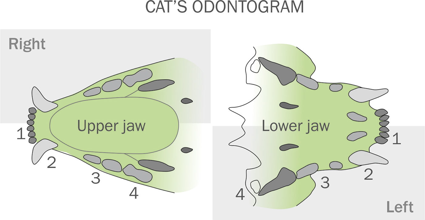Recognising and supporting the change to adult teeth in cats | Cat’s Best