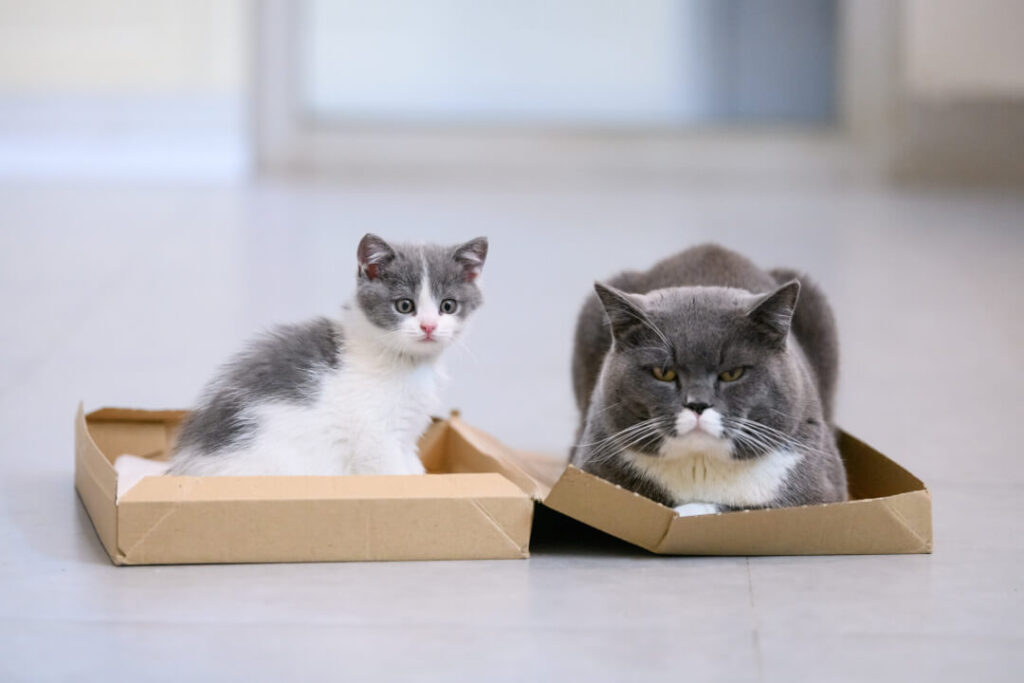 Siedem rzeczy, o których zawsze należy pamiętać przed zaproszeniem kota ...