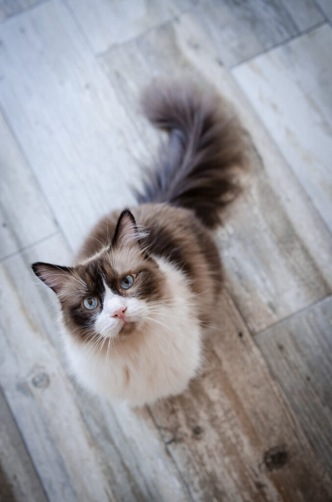 11 tips for looking after long haired cats | Cat’s Best