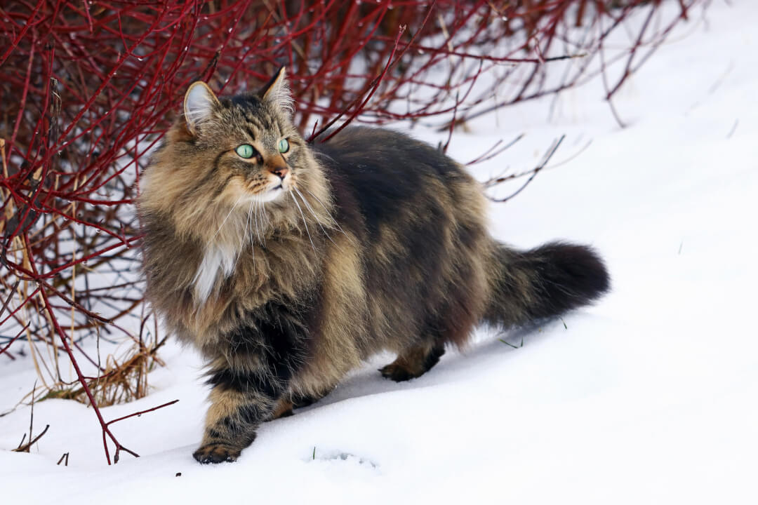 The Norwegian Forest Cat | Cat’s Best