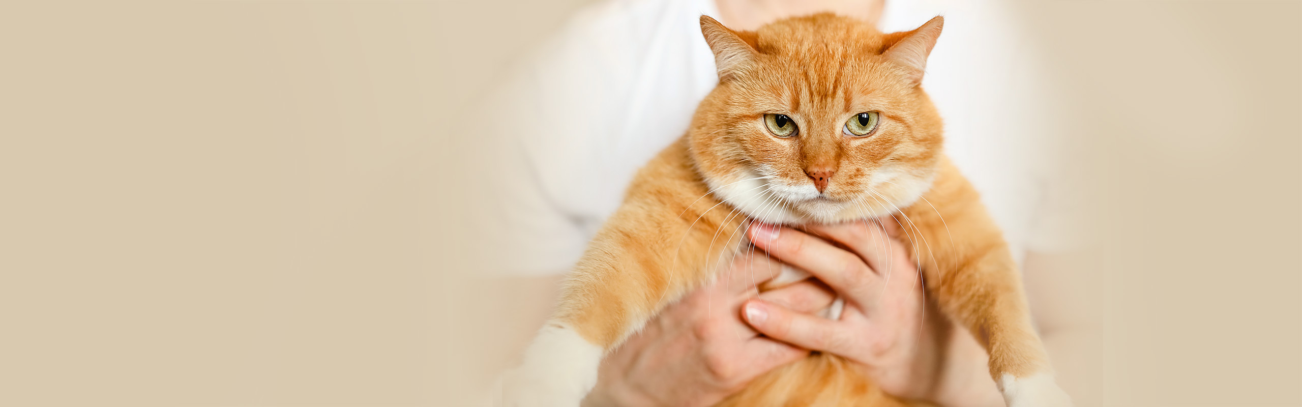Handing over a cat - this is the best way to go about it | Cat’s Best