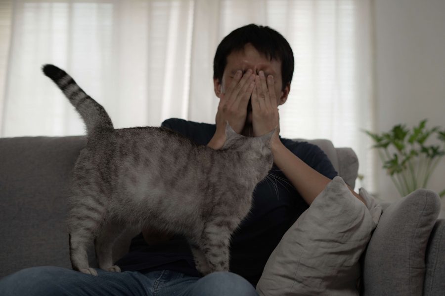 Can cats cry? Understanding tears in cats | Cat’s Best