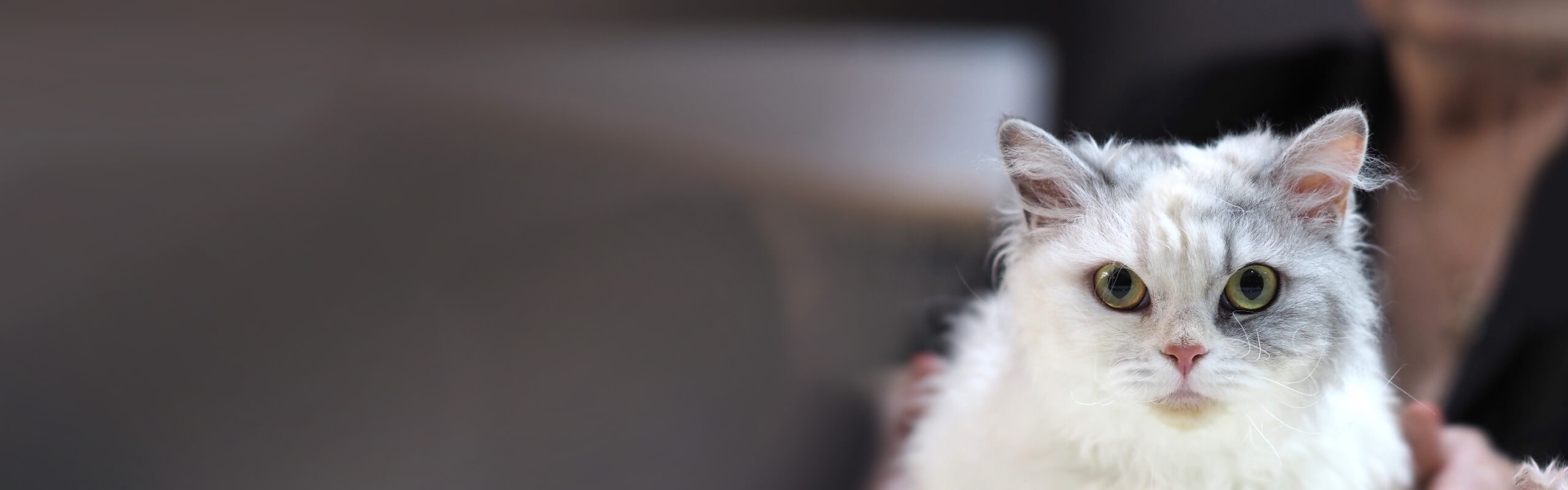Selkirk Rex | Cat’s Best