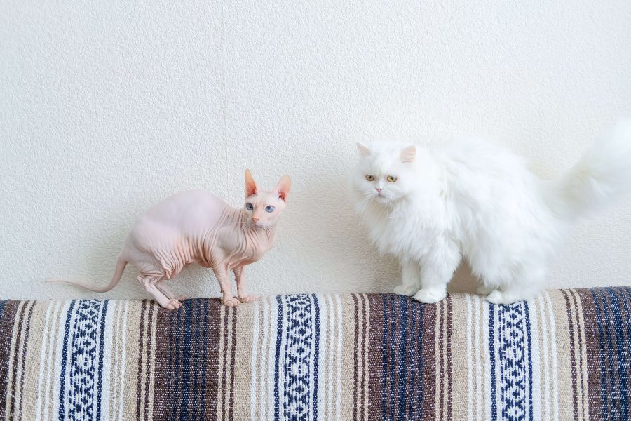 Hairless cats - everything you need to know about cats with no fur ...