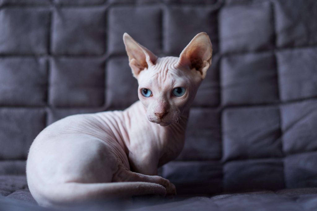 Hairless cats - everything you need to know about cats with no fur ...